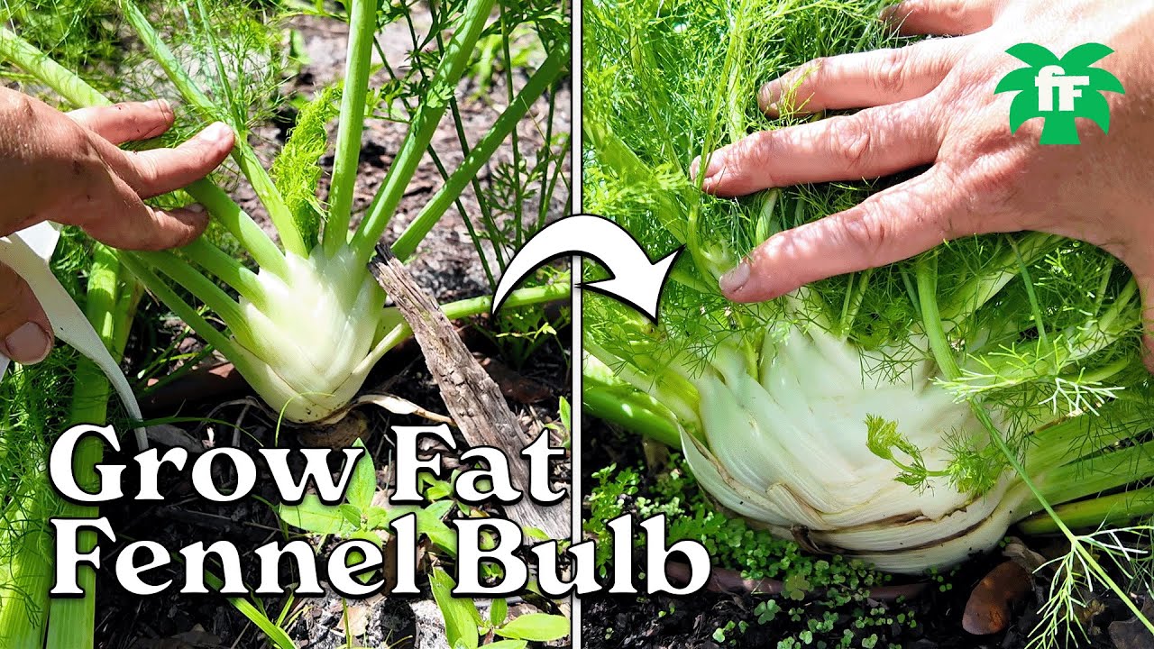 Ultimate Guide to Growing Fennel Bulb - YouTube