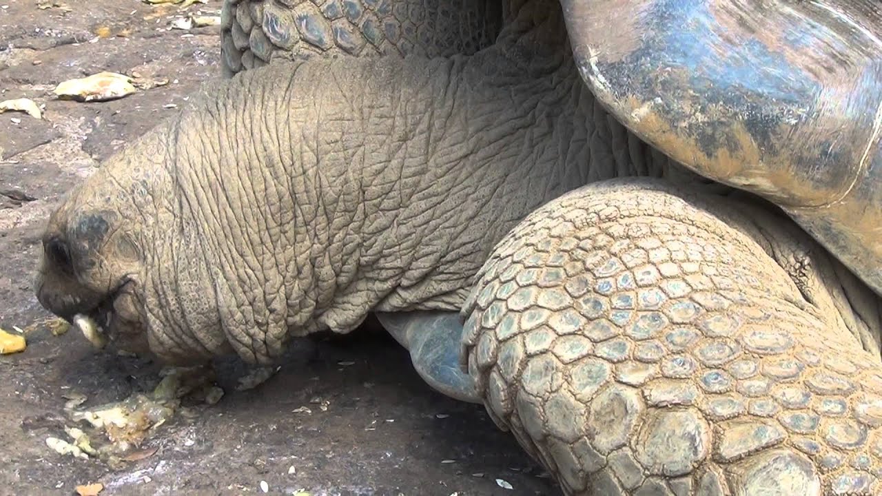 Schildkröte Paarung Mauritius 2012 Tierpark Afrika Landschildkröte ...