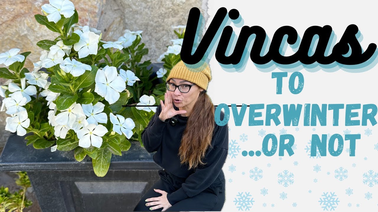 How I Overwintered Potted Vincas, What In-Ground Vincas Did & What I'll ...