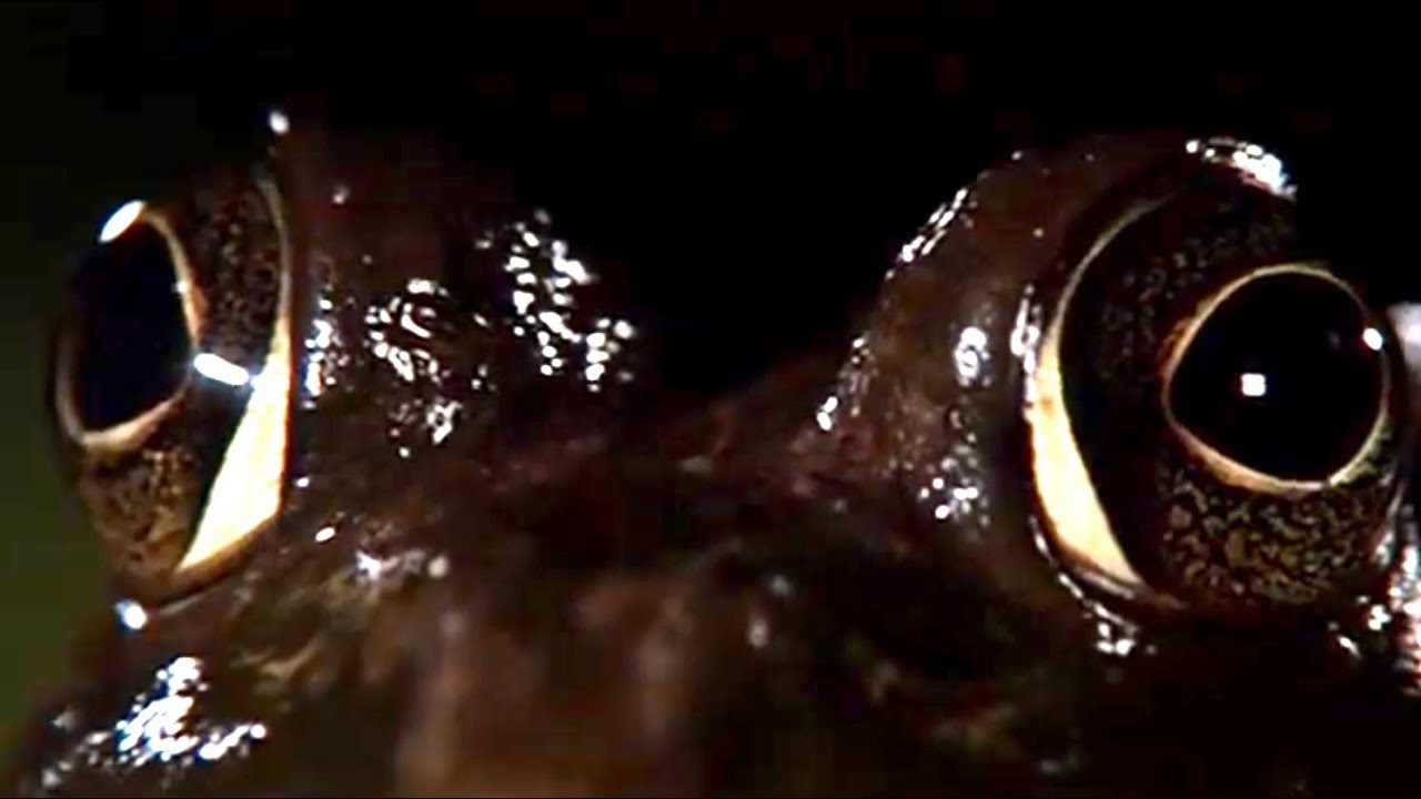 Live Frog Reaction - YouTube