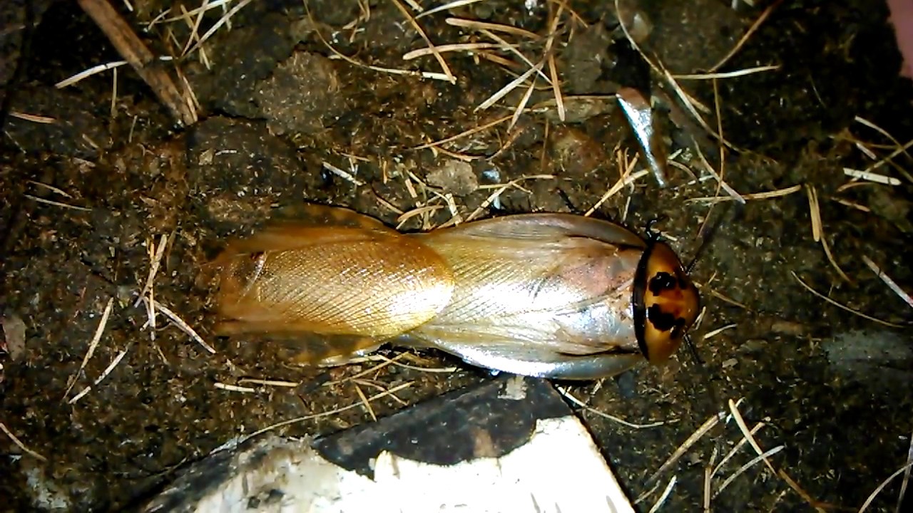 Eublaberus distanti mating - YouTube