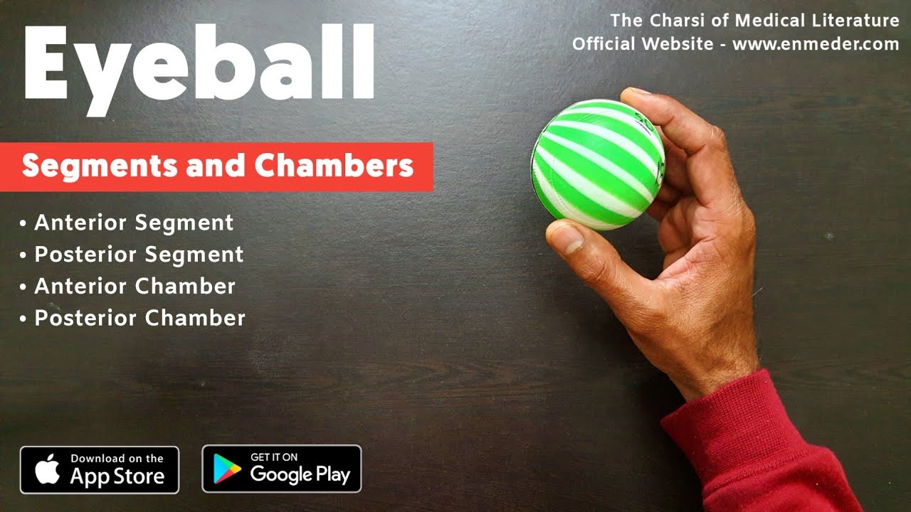 Eyeball Segments and Chambers | TCML - YouTube