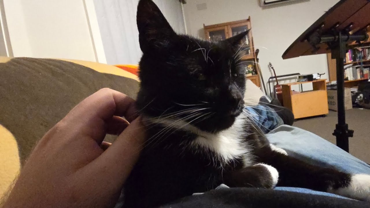 lo-fi head pats for hi-fi kitty cats - YouTube