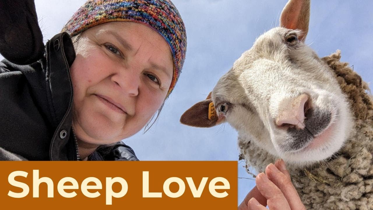 Sheep Love - Sheep Farm Vlog # 97 - March 2023 - YouTube