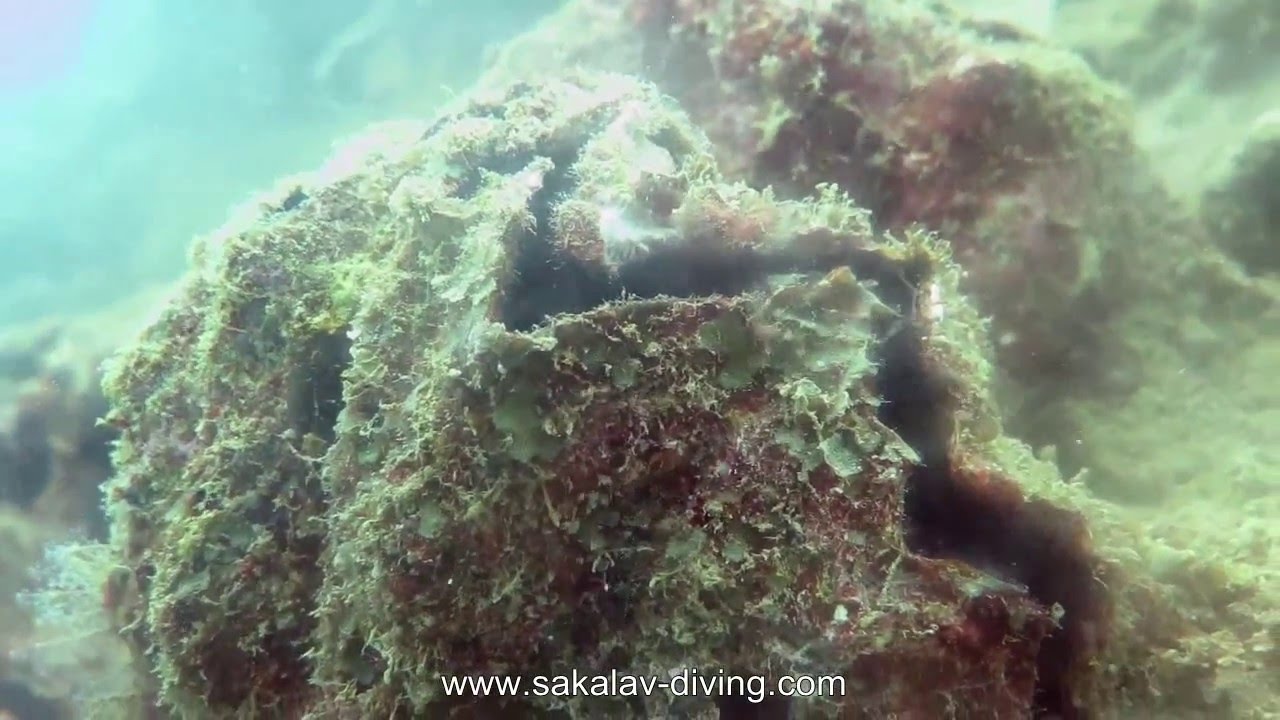 reproduction des huitres plongee nosy be. oyster reproduction - YouTube