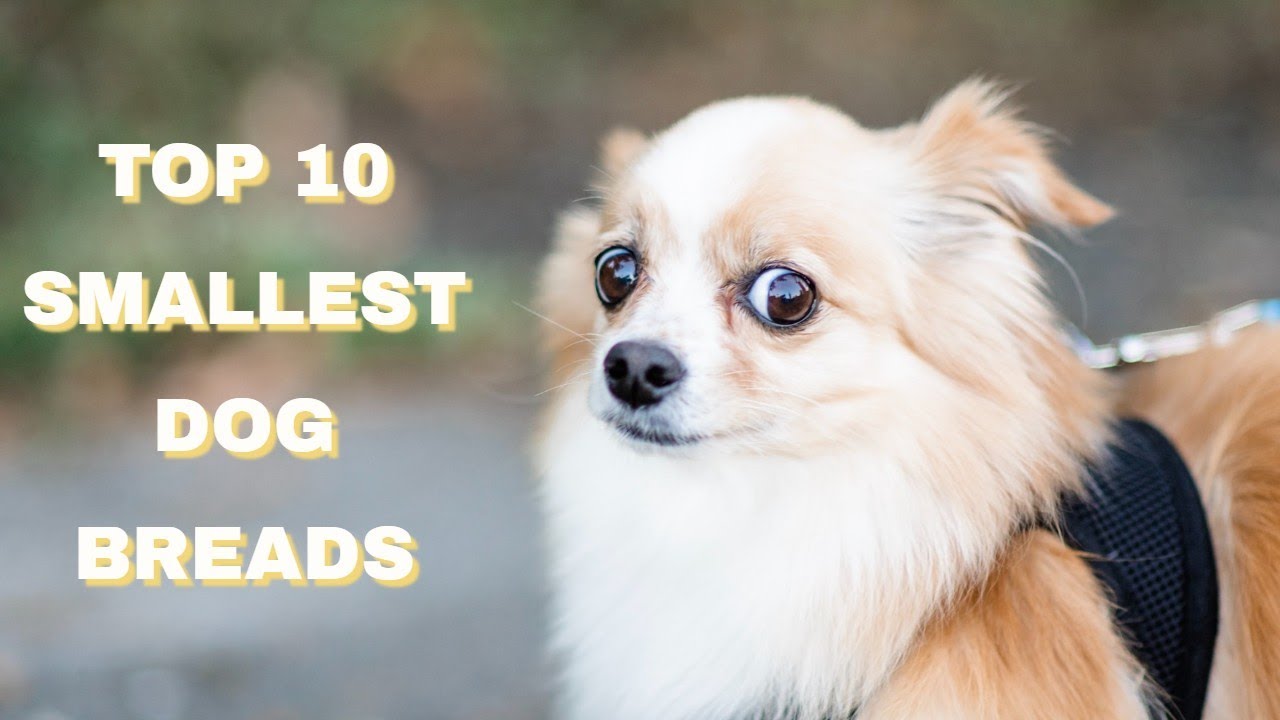 Top 10 smallest dog breads - YouTube