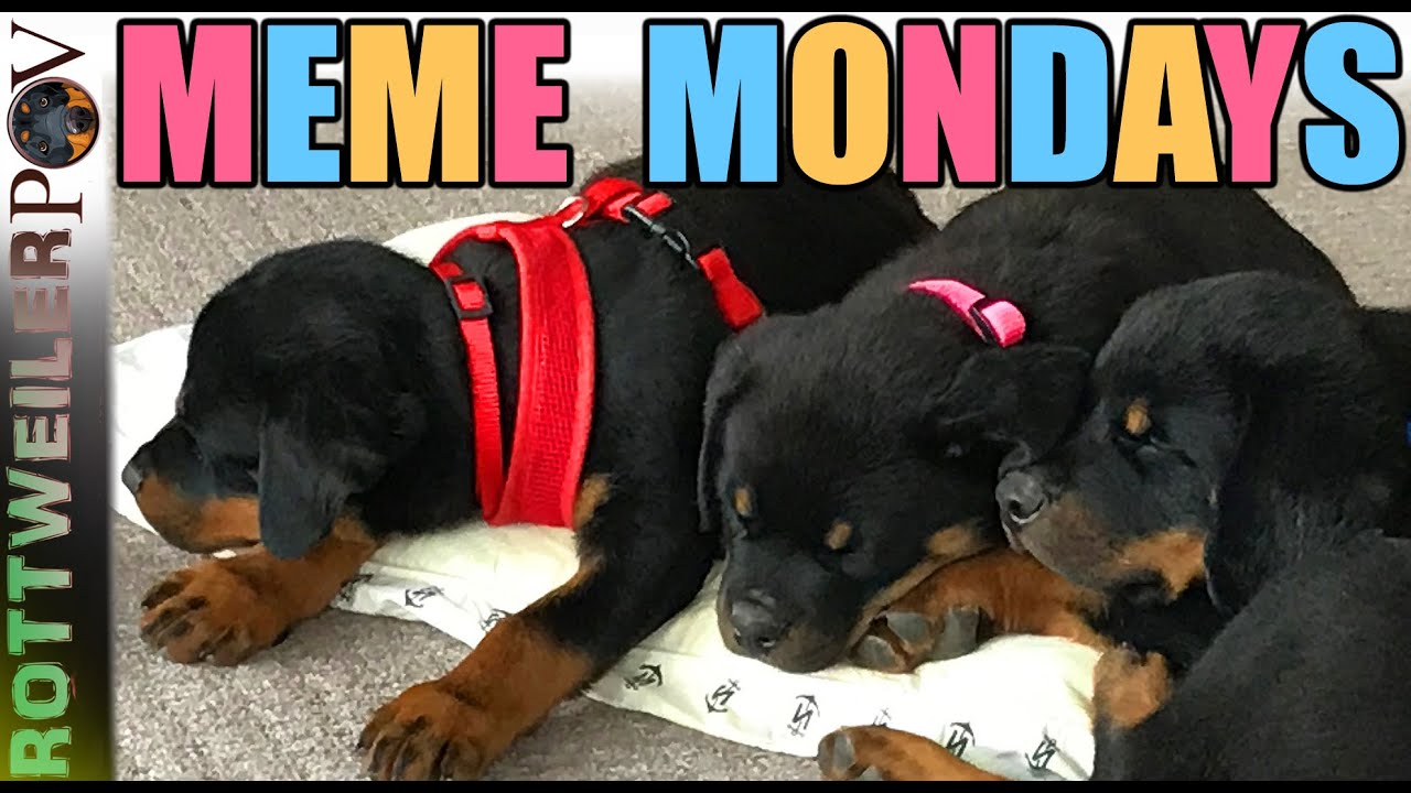 FUNNY Rottweilers! 7 Funny Rottweiler Memes PUPPIES Compilation! - YouTube