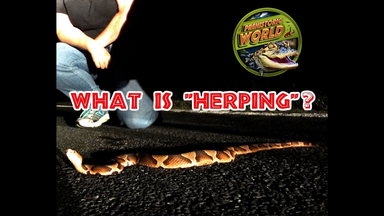 What is Herping? | Prehistoric World - YouTube
