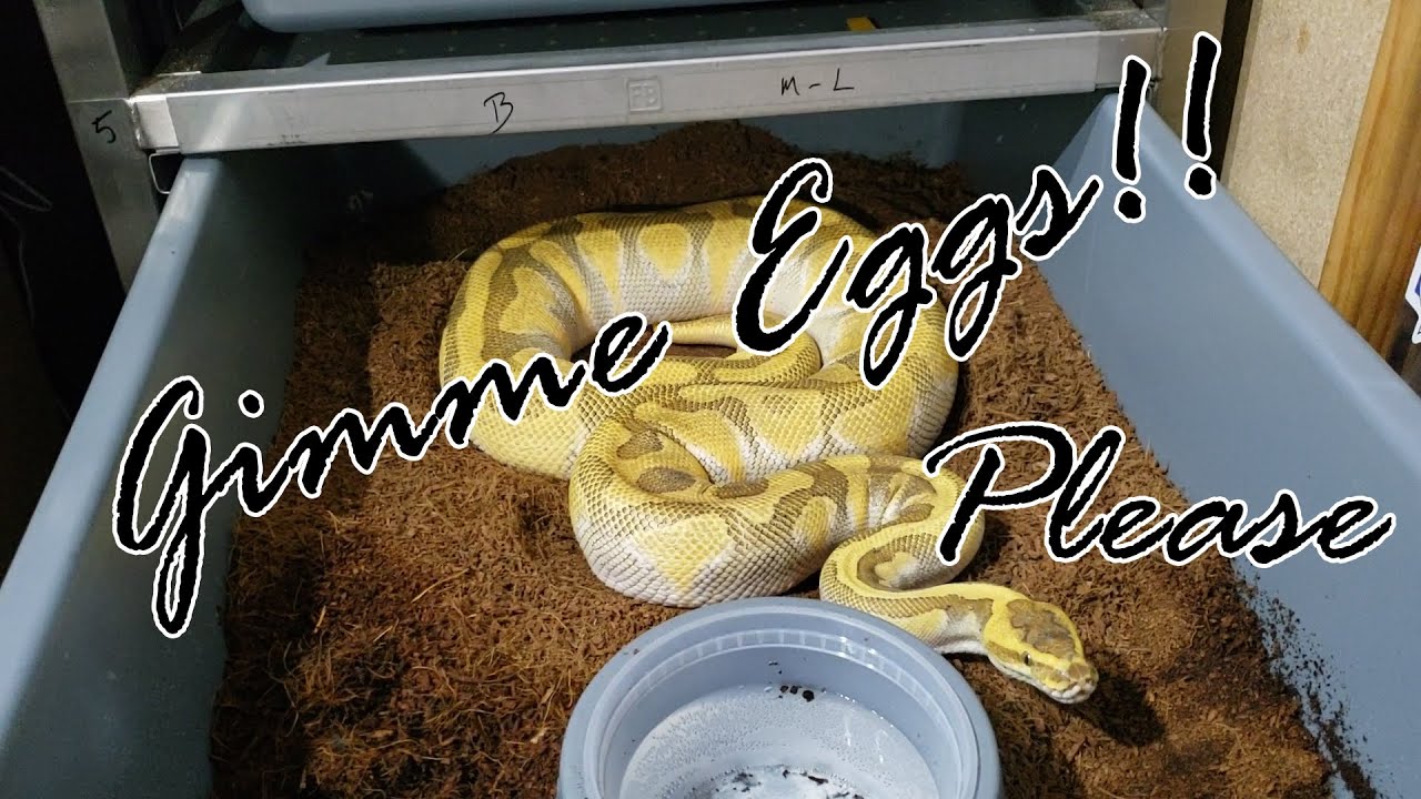 Paired Ball Python girls breeding update 4/6/2020 - YouTube