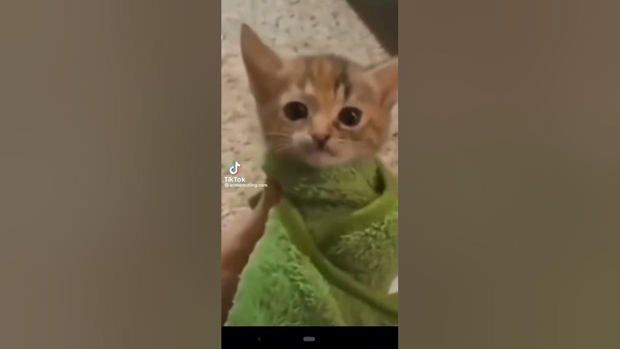 А ти шаурма😅🤣 #шаурма #котики #кошка #cat #кет - YouTube