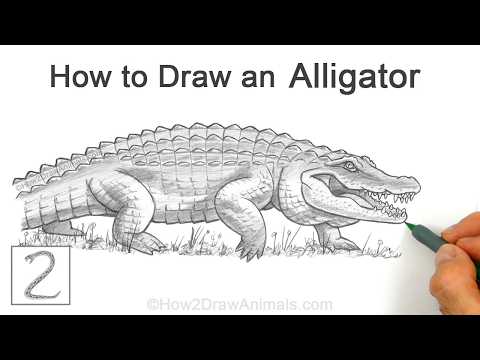 How to Draw an Alligator