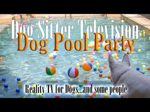 Dog Pool Party - Reality TV for Dogs