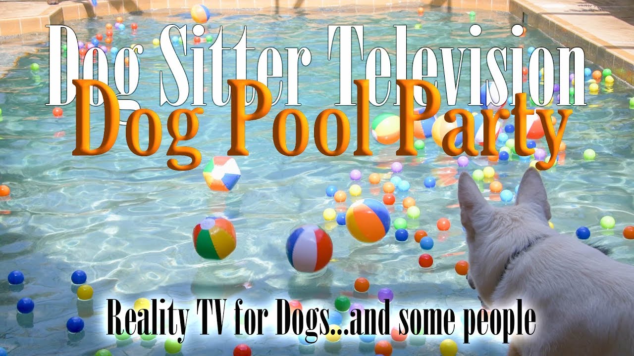 Dog Pool Party - Reality TV for Dogs - YouTube