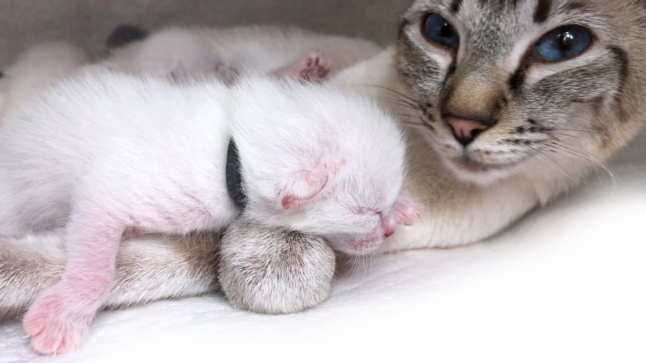 🌀Newborn Thai kittens drink mother's milk | Day 4 after birth | Thai ...
