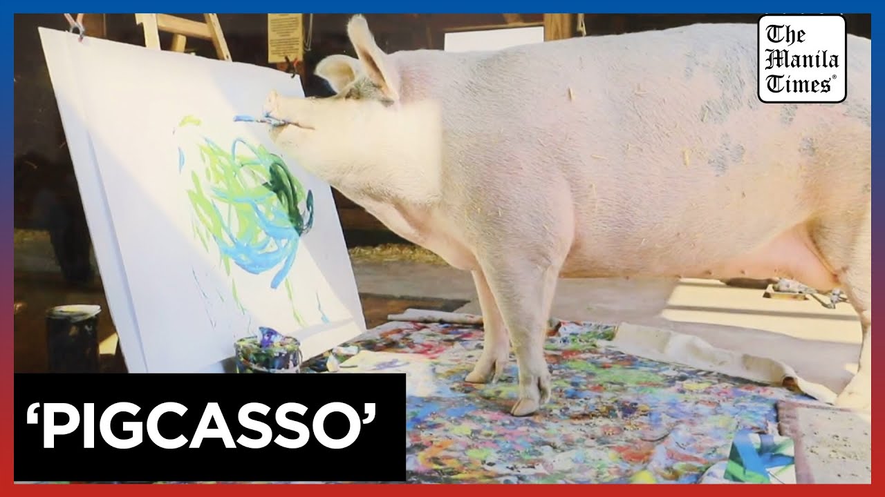 Meet painting pig Pigcasso in China's Chongqing - YouTube