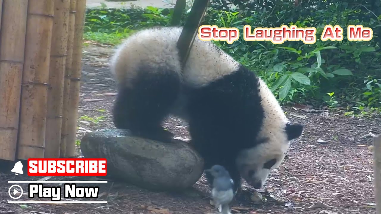 Oops, Baby Panda's Round And Fluffy Body Got Stuck | iPanda - YouTube