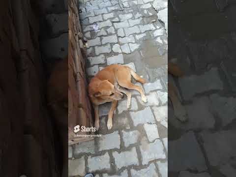 Dog ki ak maja dar video hai 😍😍 #sortvideo #subcribe #song #di