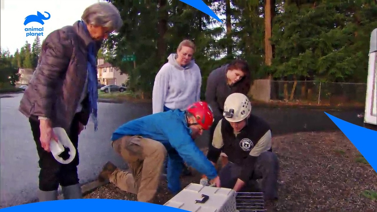 Promeo’s Rescue Pushes Shaun Sears Further | Treetop Cat Rescue S1 E2 ...