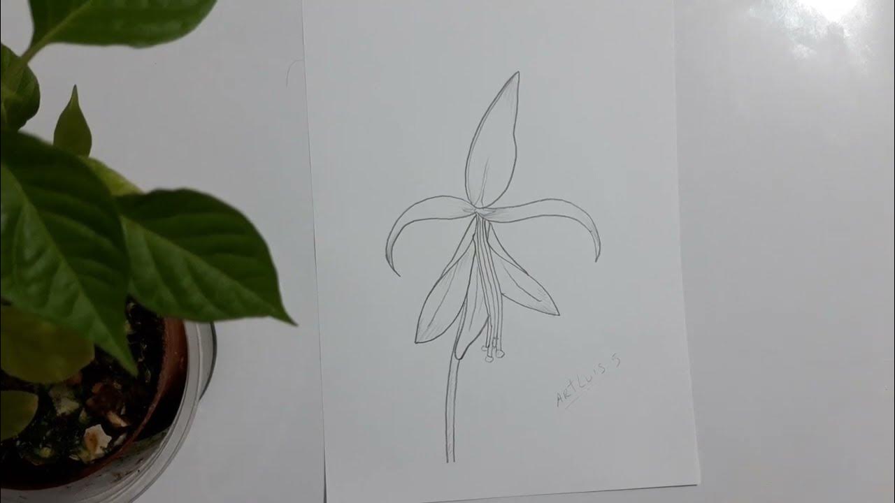 Comment dessiner la fleur de lys - YouTube