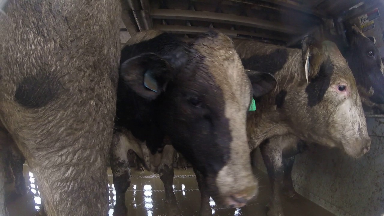 Bearing witness at JBS slaughterhouse with Greeley Cow Save on Friday ...