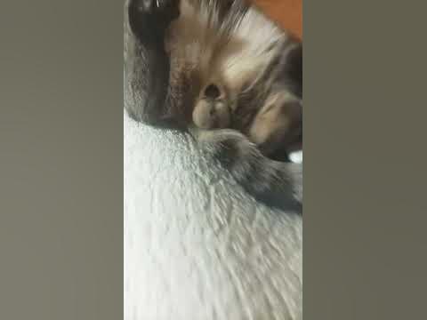 яйца кота-кокушки - YouTube