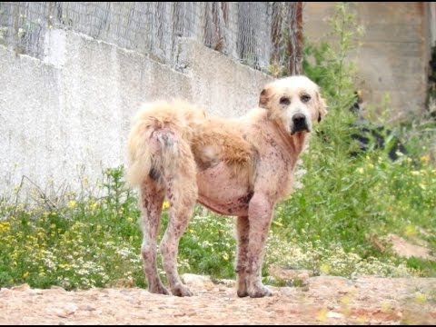 Once upon a time there was dog - YouTube