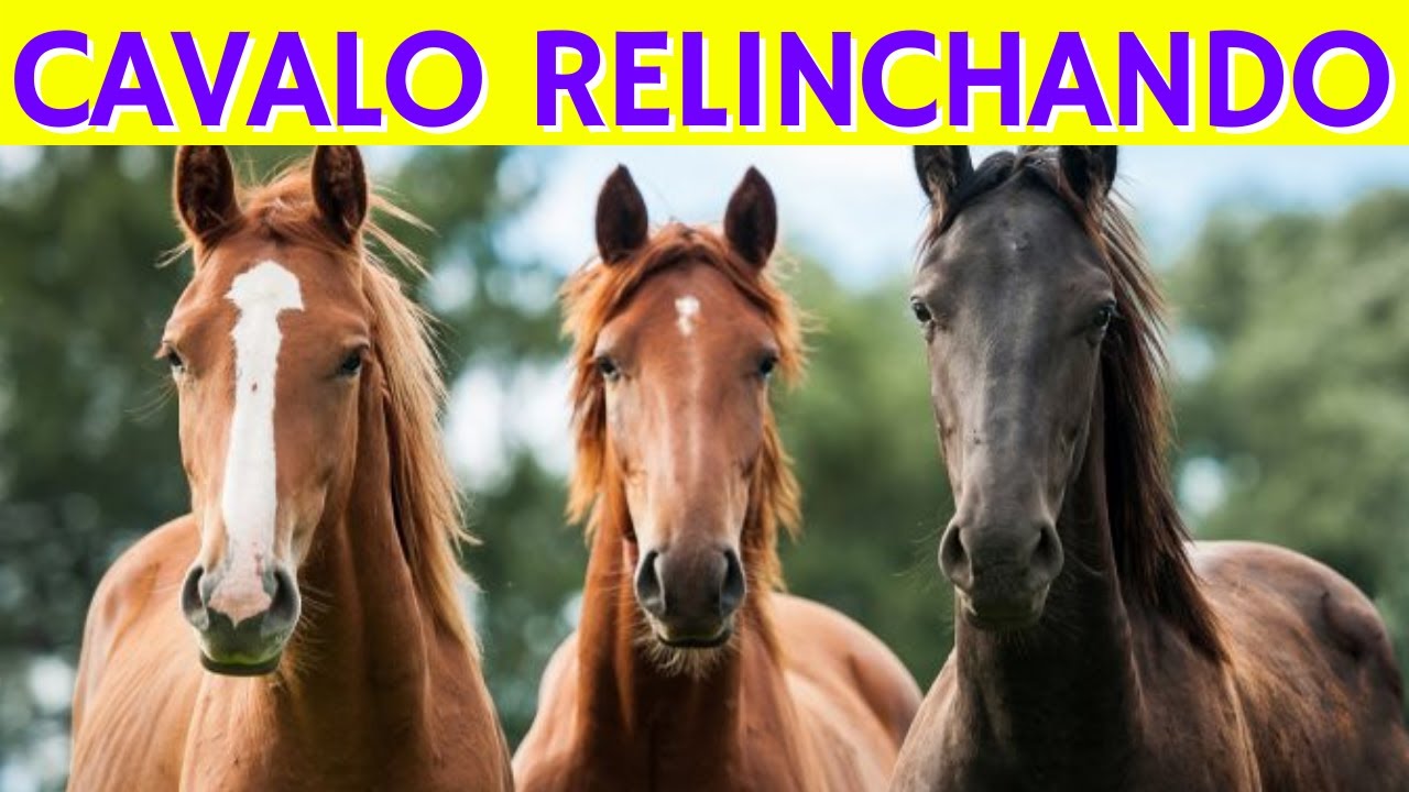 Som Do Cavalo | Cavalo Relinchando | Relincho De Cavalos | Horses ...