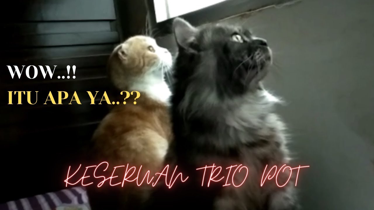 Keseruan Trio POT.Kucing asik bermain.Sahabat kucing.Penggemar,pecinta ...