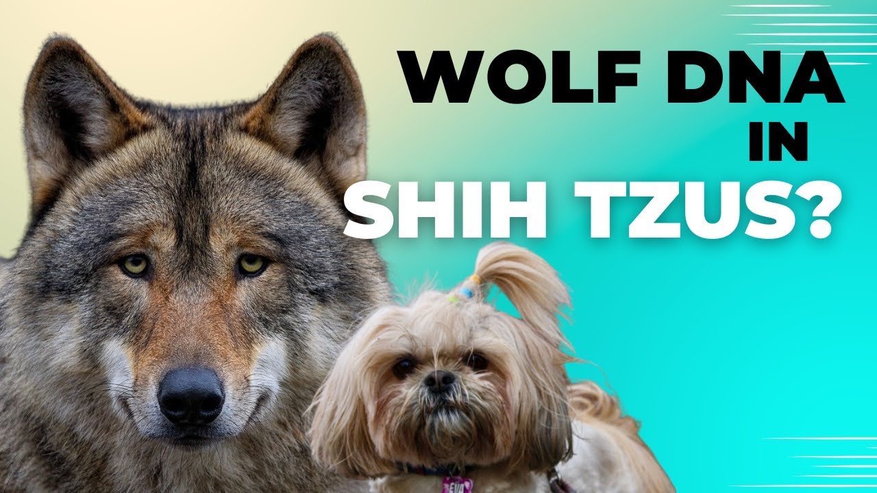 10 Amazing DNA Links Between Wolves and Shih Tzus!" - YouTube