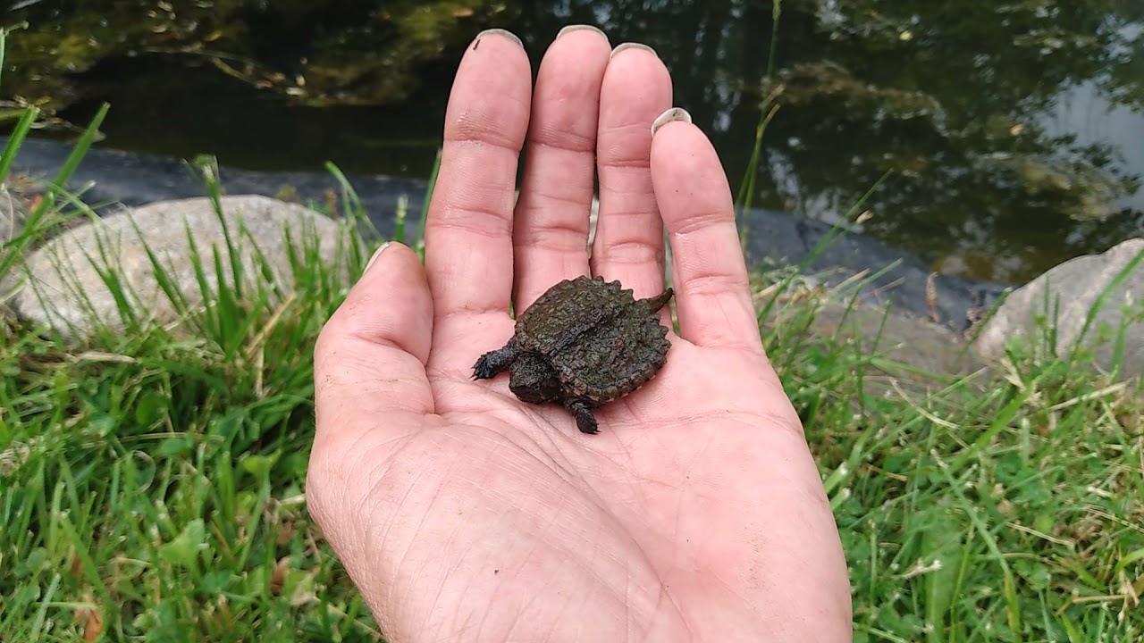 TINY Baby Snapping Turtle In My Pond - YouTube