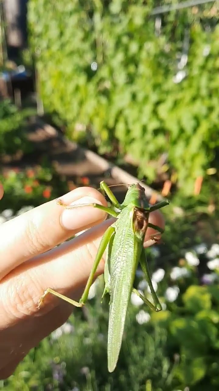 insect (locust) at summer house - YouTube