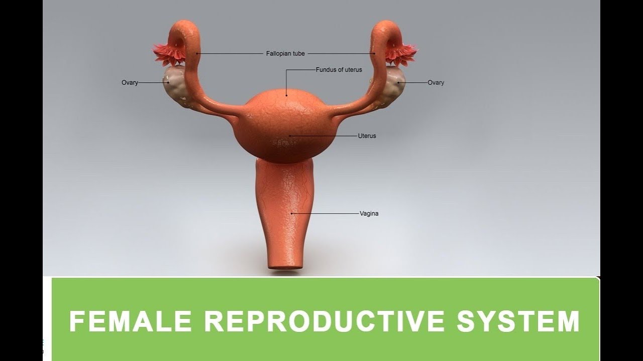 Female reproductive system Class VIII / X / PU I - YouTube