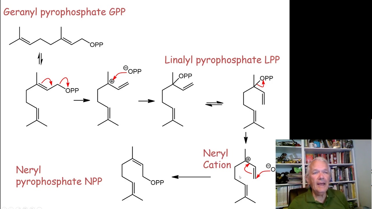 Terpene Biosynthesis - YouTube