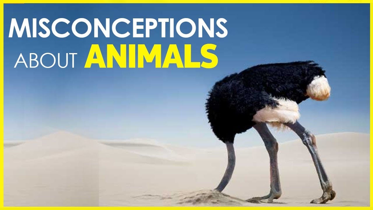 10 COMMON MISCONCEPTIONS ABOUT ANIMALS | SHEEP | COWS | GOLDFISH | DOGS ...