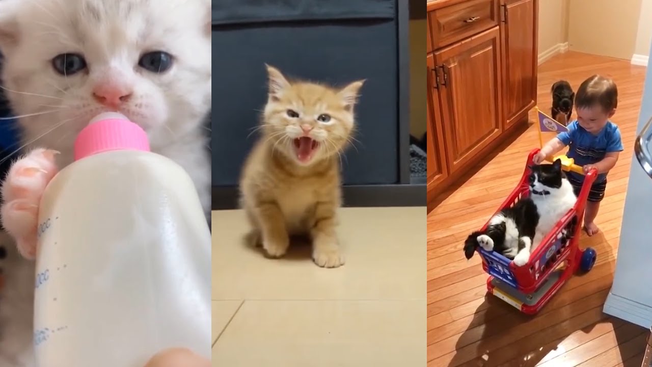 Funny Cat |🐱|🐰 | Cute Kittens Doing Funny Things | 🐕 | Compilation #8 ...