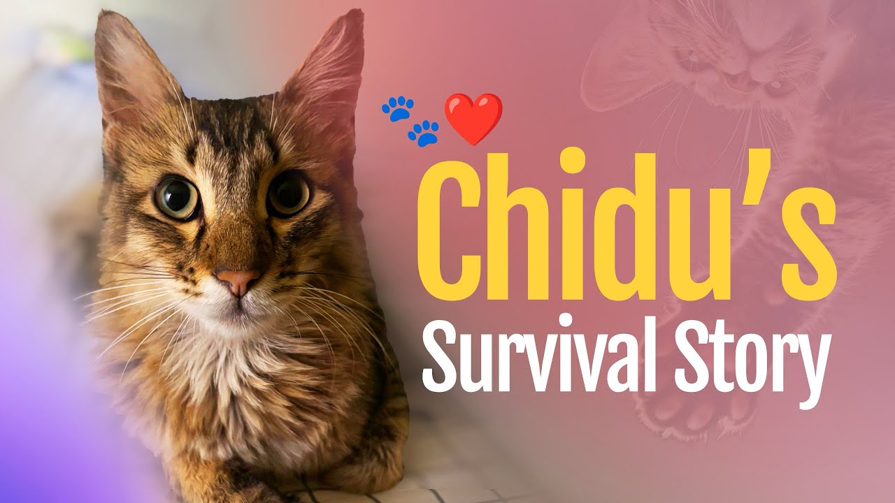 Our little warrior — Chidu | NanuMathew | Cat Survival Story | # ...