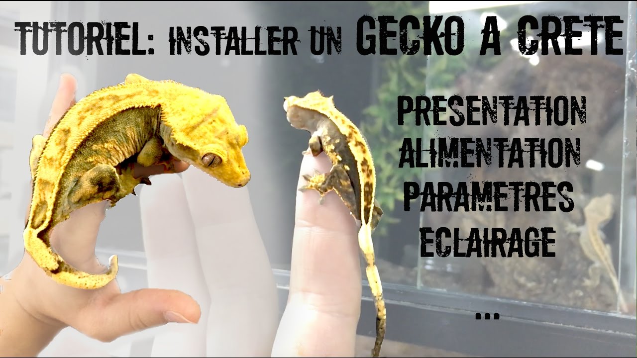 TUTO Installation d'un Gecko à crête (Correlophus ciliatus) - YouTube