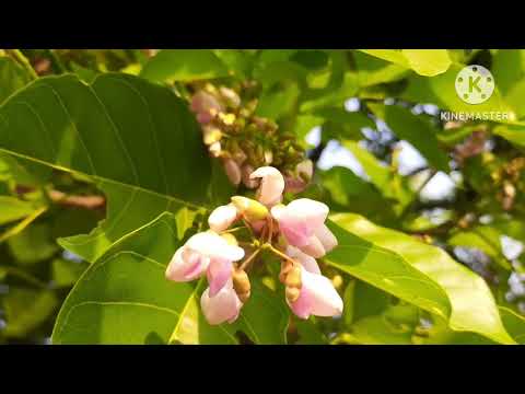Millettia pinnata flowers|Pongamia pinnata |Indian beech tree| Pongame oiltree |Ayurvedic medicine.
