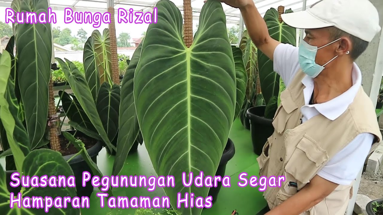 WAJIB BERKUNJUNG KE " RUMAH BUNGA RIZAL" - YouTube