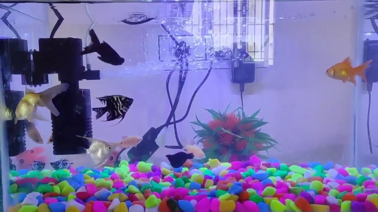POCO X2 SLOW MOTION SHORT / FISH AQUARIUM - YouTube