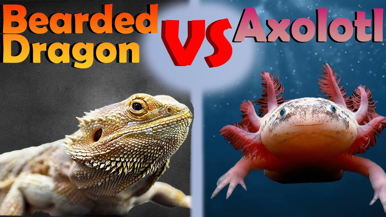 Reptile RAP BATTLES || Bearded Dragon VS Axolotl - YouTube