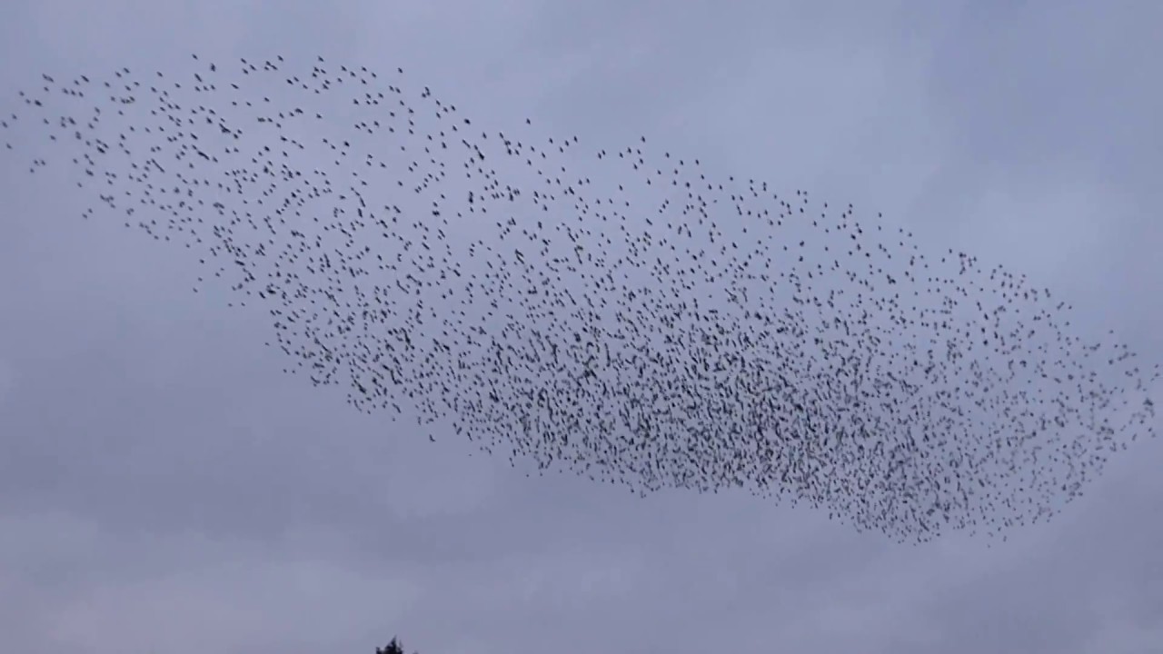 Natural adaptive complexity in action: flock of birds as a swarm - YouTube