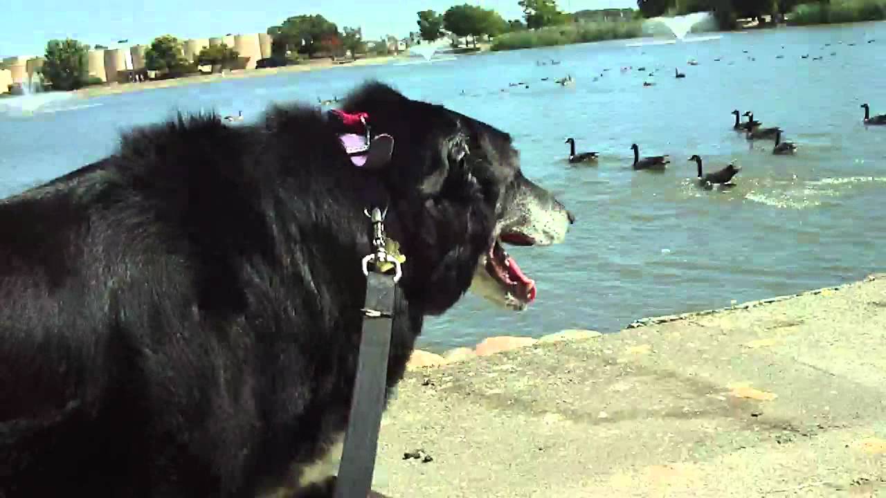 Dempsey Dog Age 12, Last Day on Earth, Chasing Ducks - YouTube