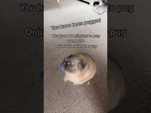 You’ve been pugged