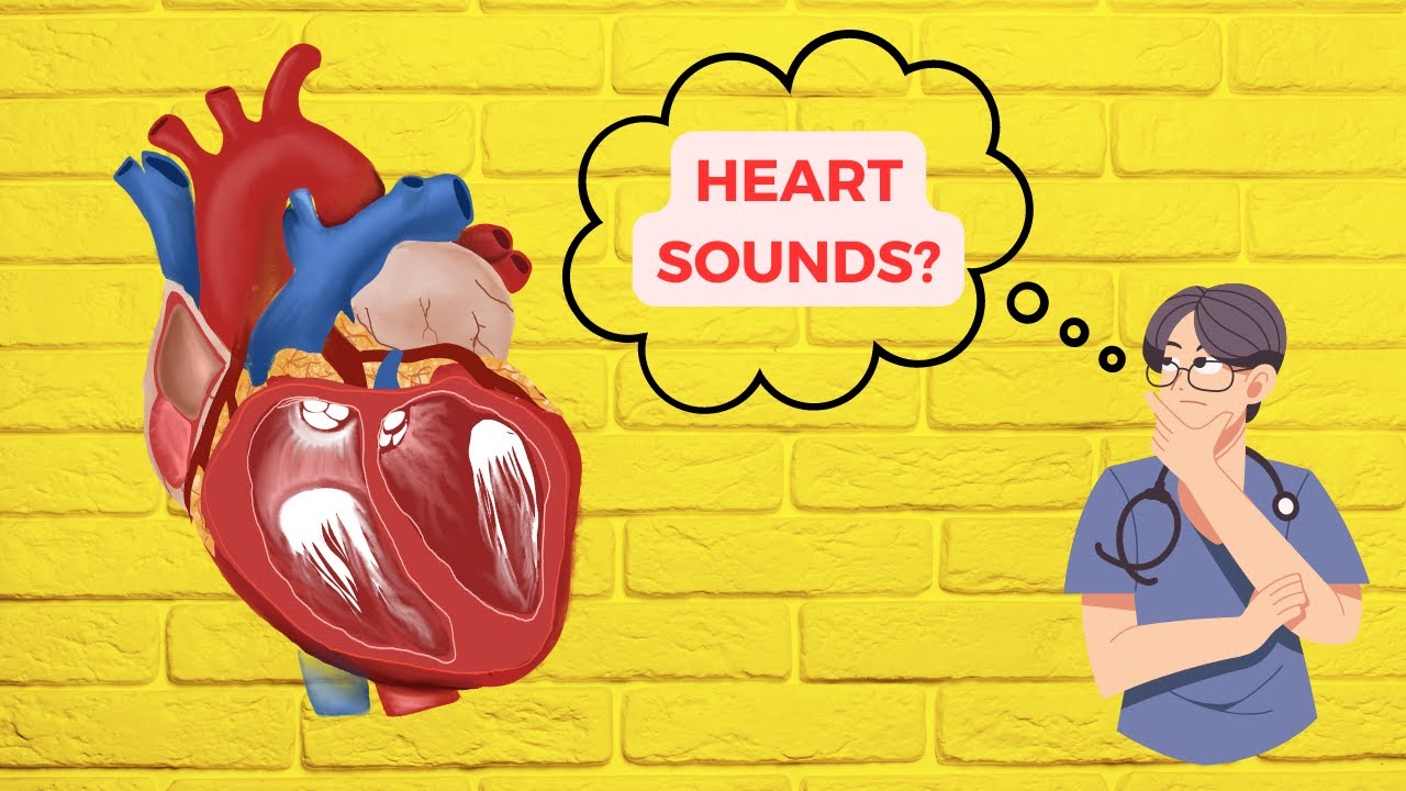 Physiology of heart sounds EXPLAINED (SUPER CLEAR!) - YouTube