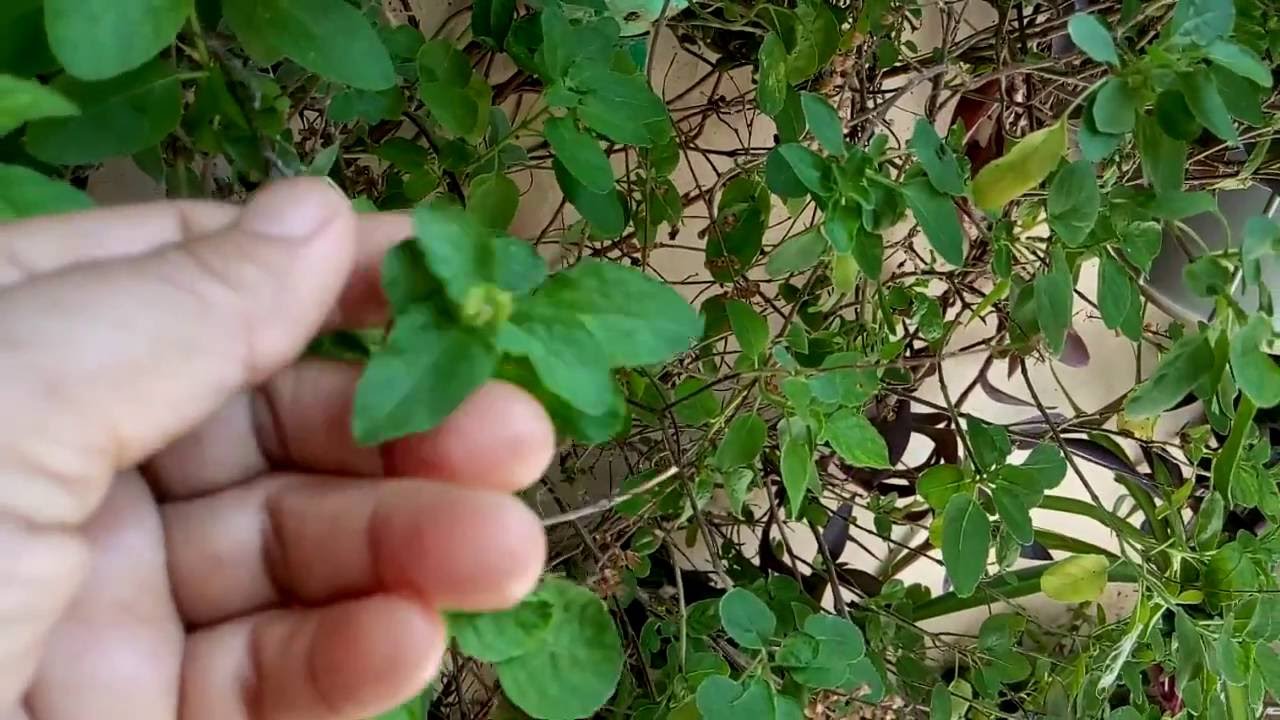 33 How To Grow Sacred Basil Holy Basil Tulsi Plant Easily At Home 33-how-to-grow-sacred-basil-holy-basil-tulsi-plant-easily-at-home