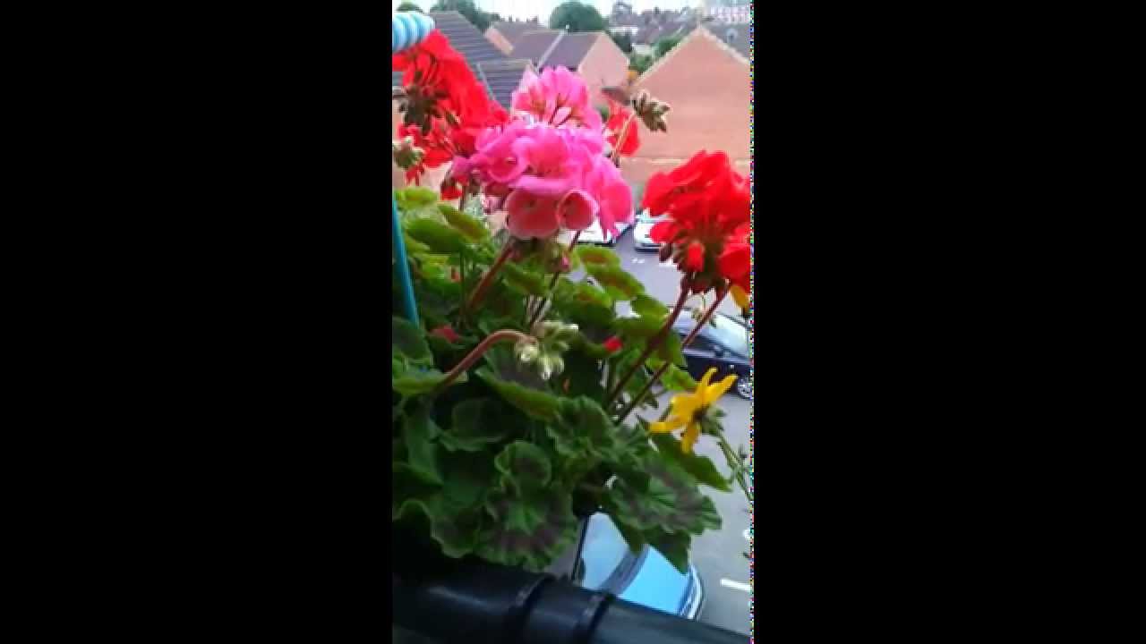 https://en.m.wikipedia.org/wiki/Hummingbird_hawk-m - YouTube https://en.m.wikipedia.org/wiki/Hummingbird_hawk-m - YouTube