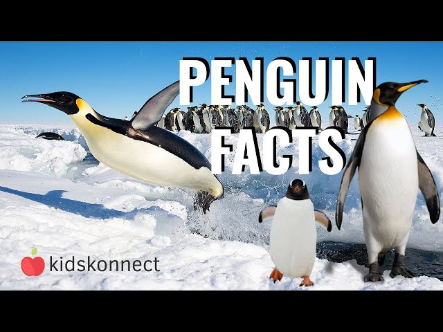 Emperor Penguin Facts For Kids Seven Facts About Antarctic And
