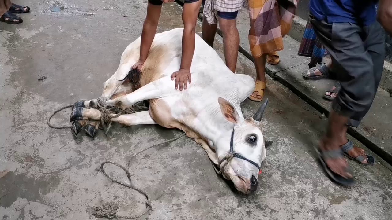 Little undertaker on Korbani - YouTube