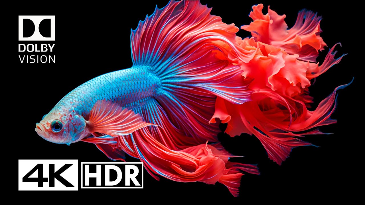 Dolby Vision Demo 4K HDR 120 FPS - YouTube
